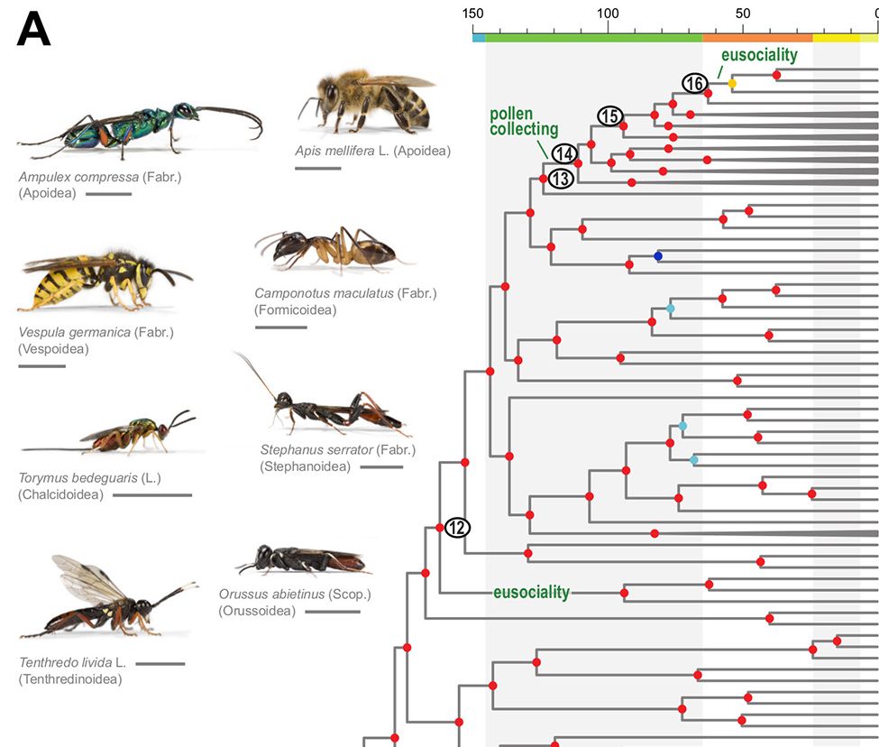 Scalable Computational Molecular Evolution Software And Data Analyses