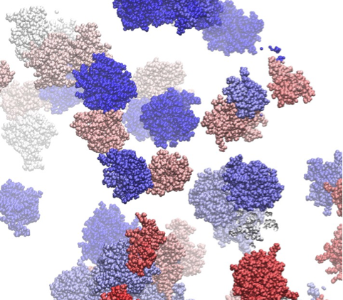 Molecular Dynamics Simulation of Protein-Protein Complex Formation in a ...