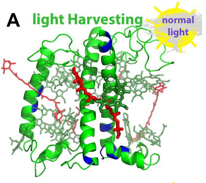 Let There be Light: The Case of the Major Light Harvesting Complex II ...
