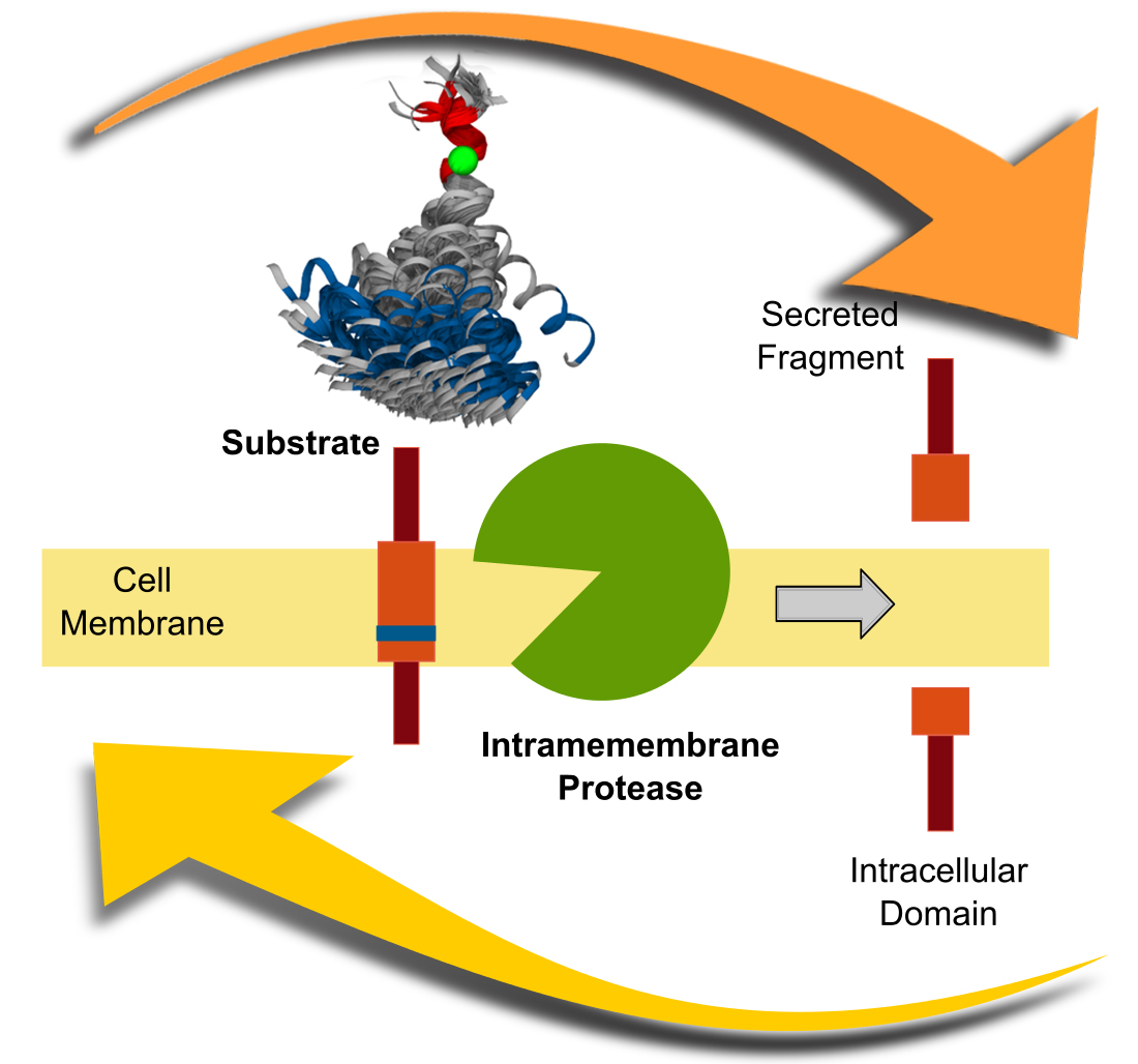 Substrates of Intramembrane Proteases: I Like to Move it, Move it ...