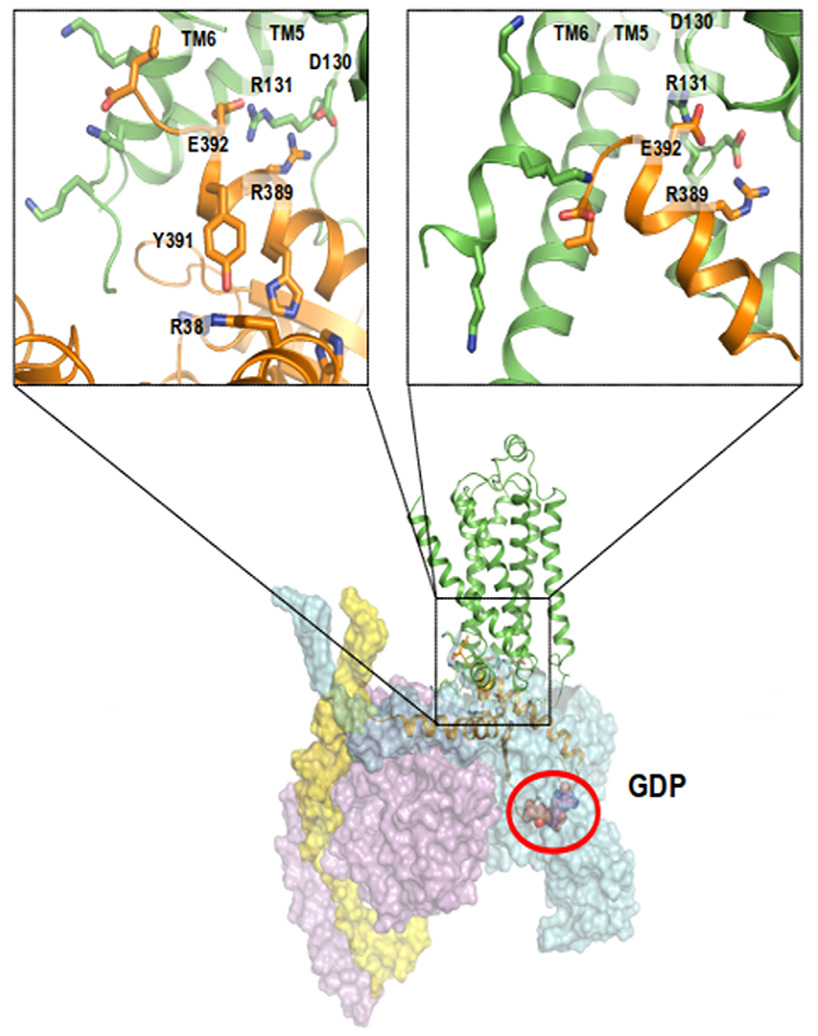 The Molecular Mechanism of Cooperative Activation and Control of G ...